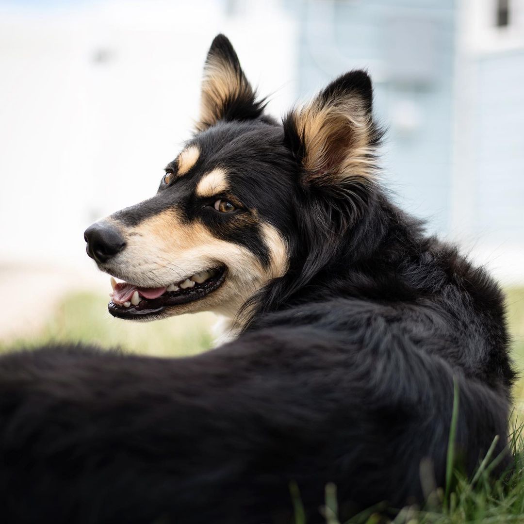 Australian Shepherd Husky: Australian Shepherd & Siberian Husky - The ...