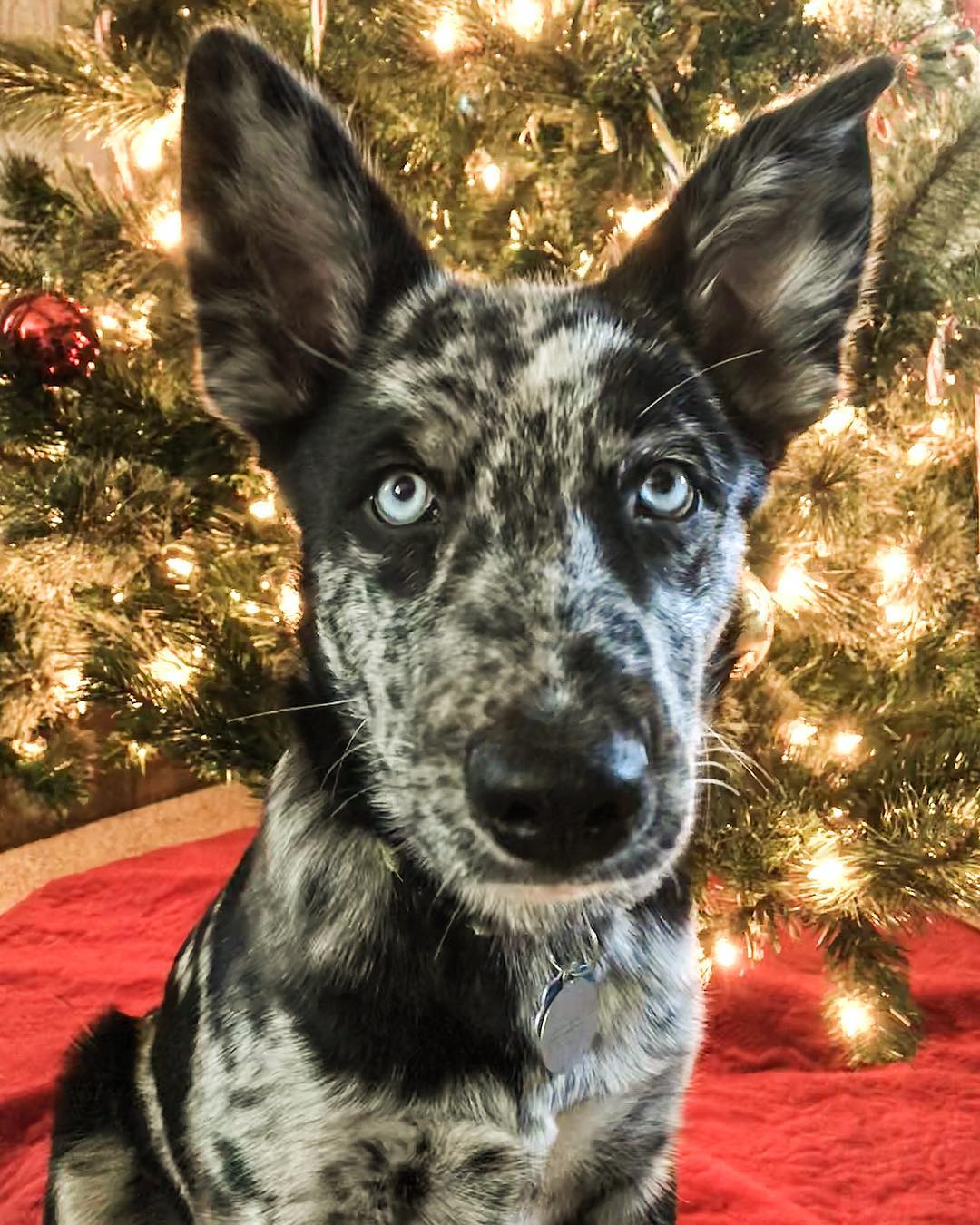 Australian Shepherd Husky: Australian Shepherd & Siberian Husky - The ...