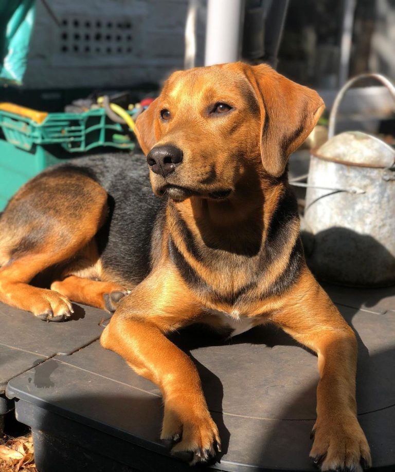 Beagador: Labrador Retriever & Beagle - The Dogman