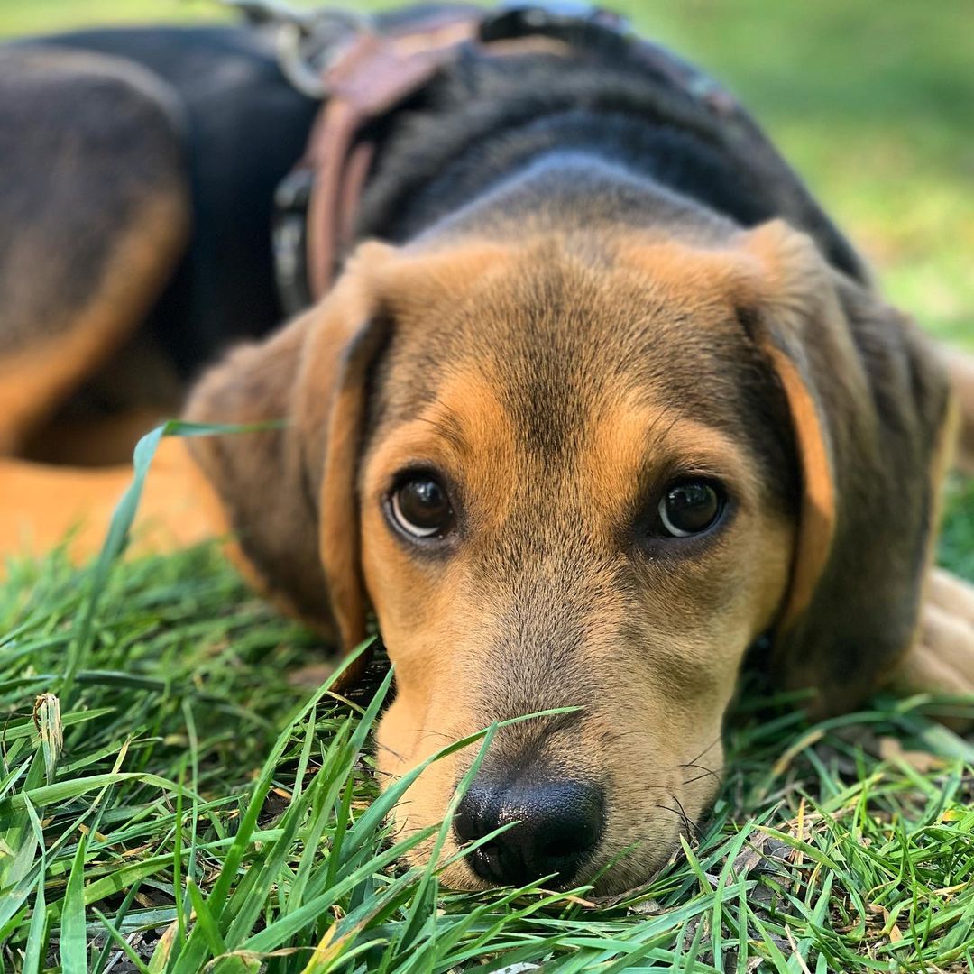 Beagador: Labrador Retriever & Beagle - The Dogman