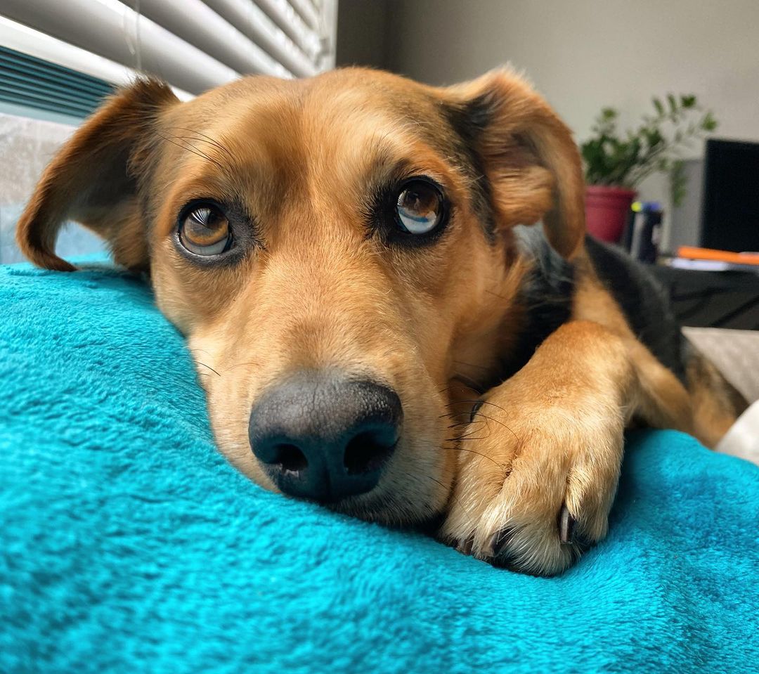 Beagle Shepherd: Beagle & German Shepherd - The Dogman