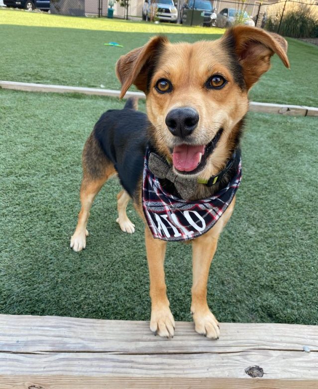 Beagle Shepherd: Beagle & German Shepherd - The Dogman