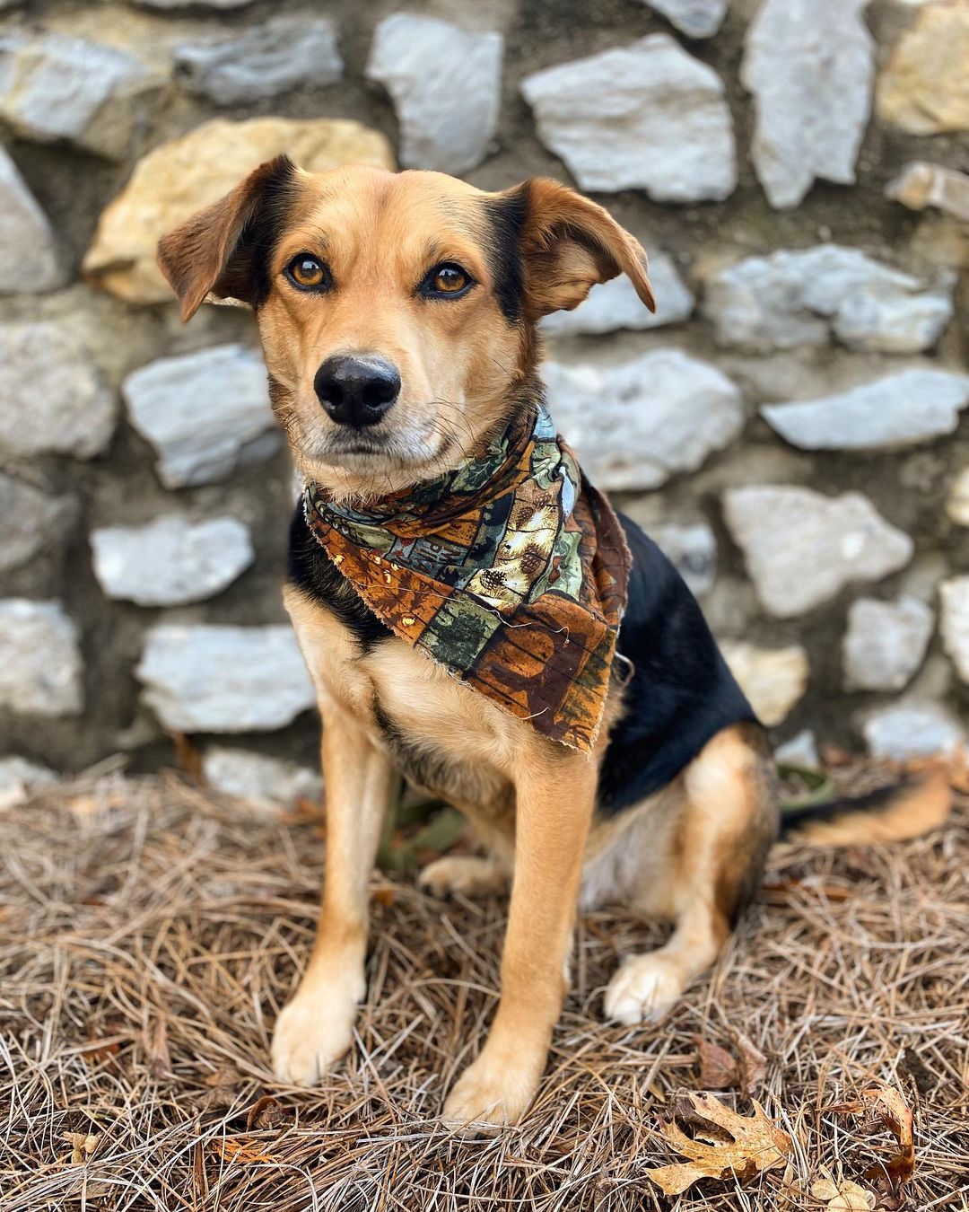 Beagle Shepherd: Beagle & German Shepherd | The Dogman