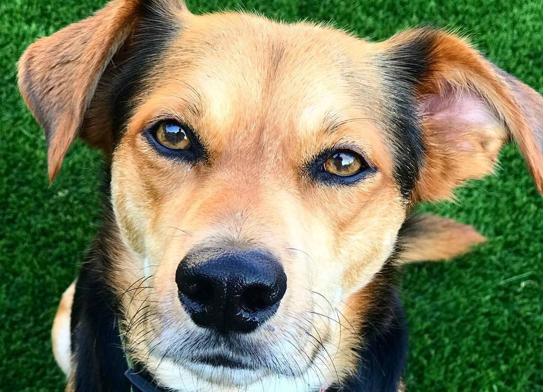 Beagle Shepherd: Beagle & German Shepherd - The Dogman