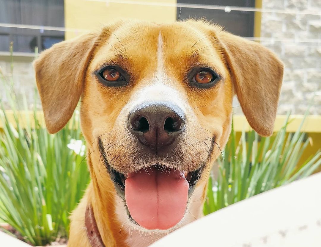 Boxador: Labrador Retriever & Boxer - The Dogman