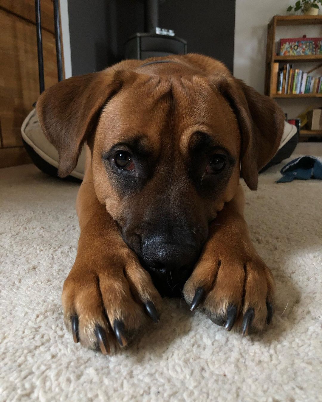 Boxador: Labrador Retriever & Boxer - The Dogman