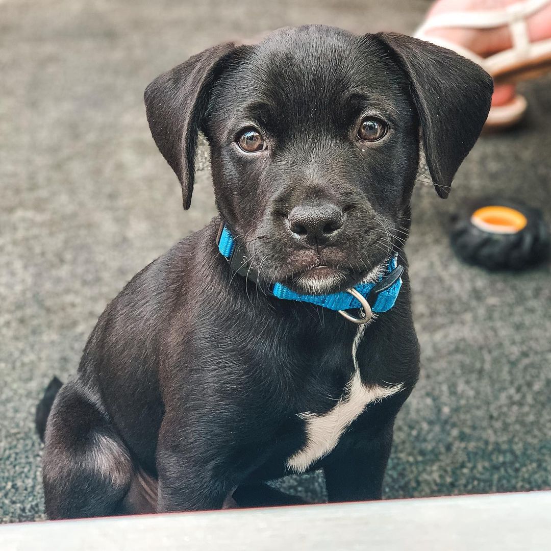Boxador: Labrador Retriever & Boxer - The Dogman