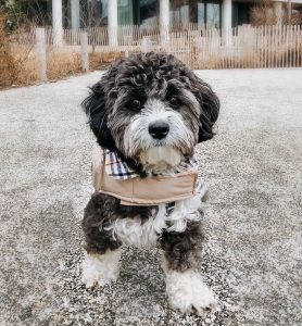 Boxerdoodle: Boxer & Poodle - The Dogman