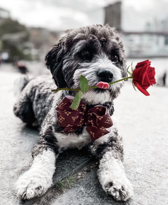 Boxerdoodle: Boxer & Poodle - The Dogman