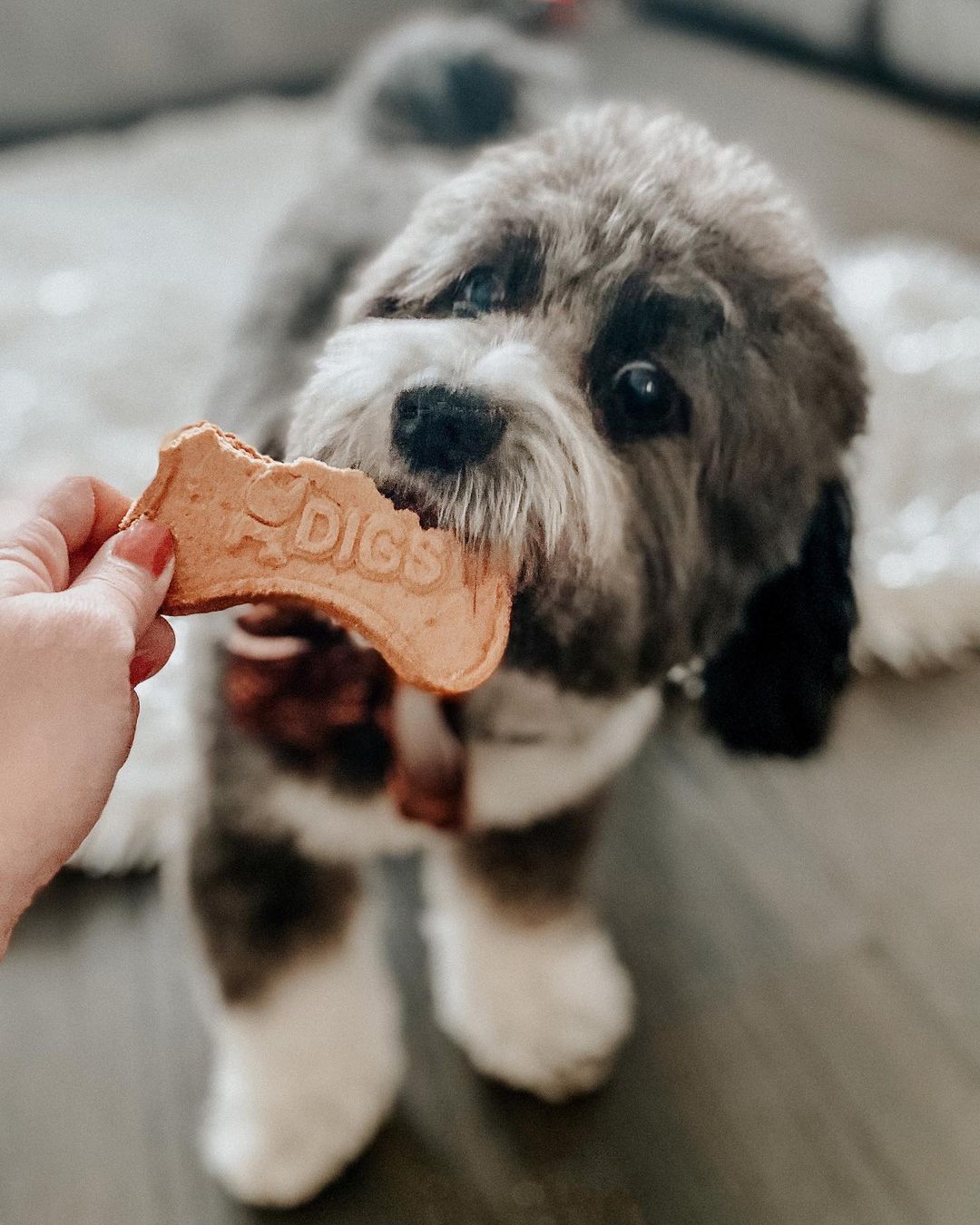 Boxerdoodle: Boxer & Poodle | The Dogman