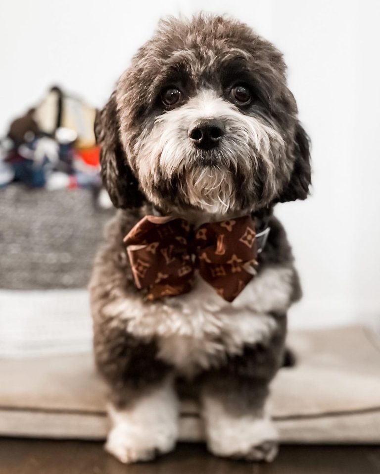 Boxerdoodle: Boxer & Poodle - The Dogman