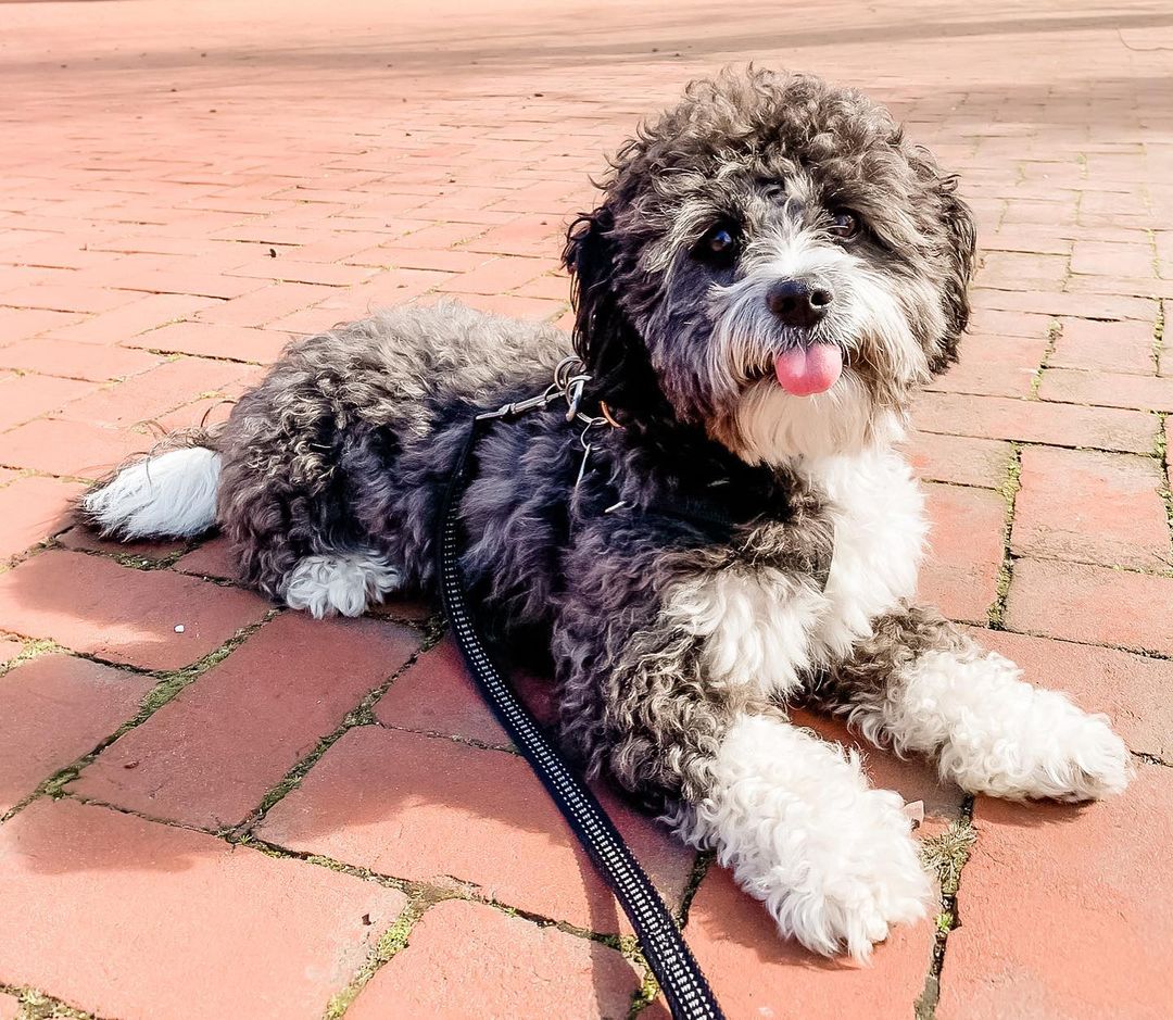 Boxerdoodle: Boxer & Poodle - The Dogman