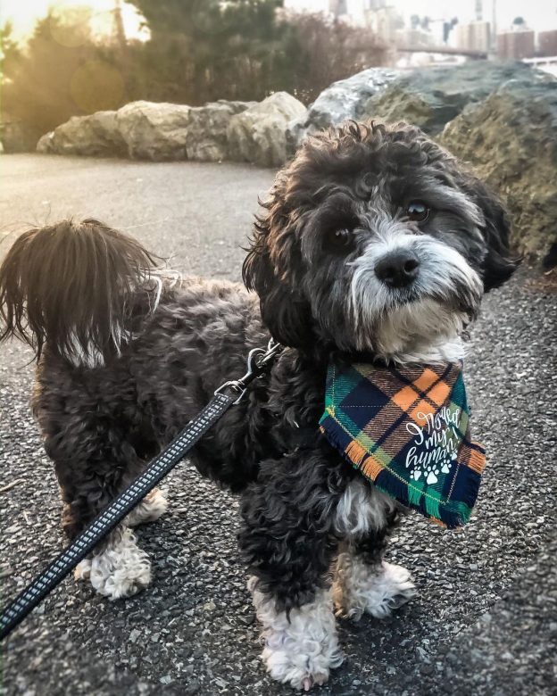Boxerdoodle: Boxer & Poodle - The Dogman