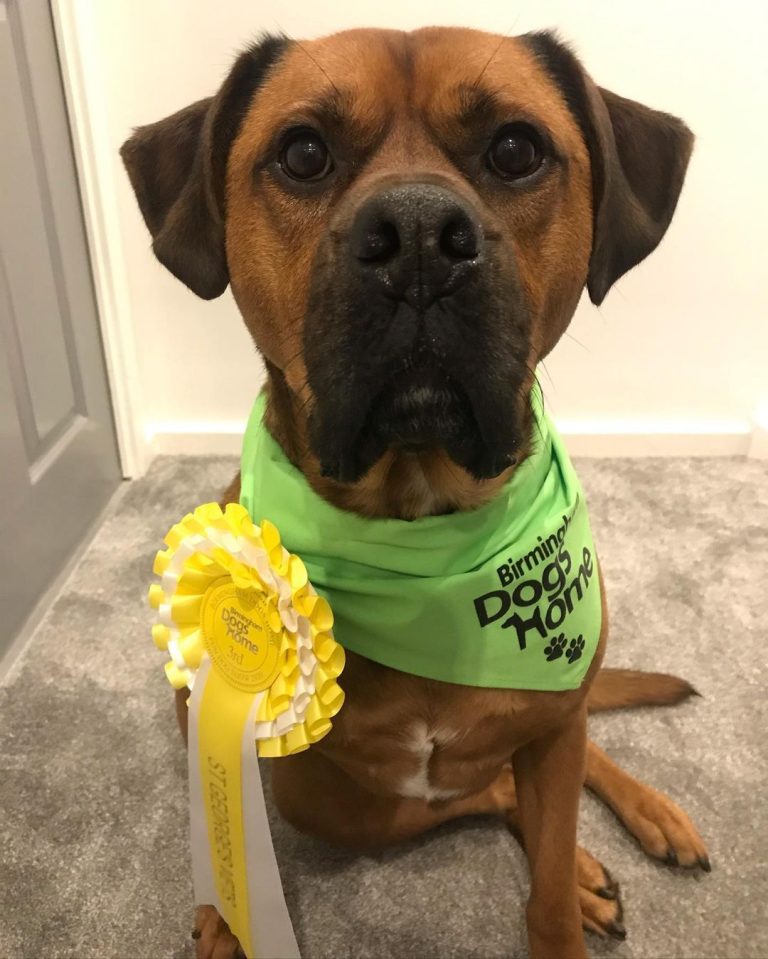 Boxweiler: Boxer & Rottweiler - The Dogman