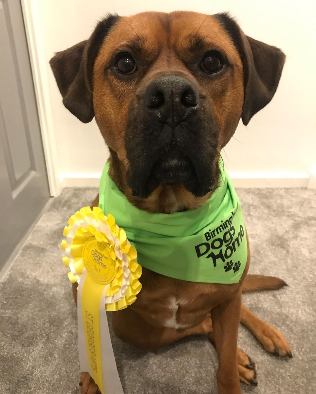 Boxweiler: Boxer & Rottweiler - The Dogman