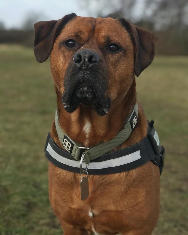 Boxweiler: Boxer & Rottweiler - The Dogman