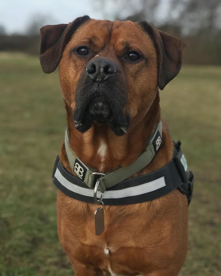 Boxweiler: Boxer & Rottweiler - The Dogman