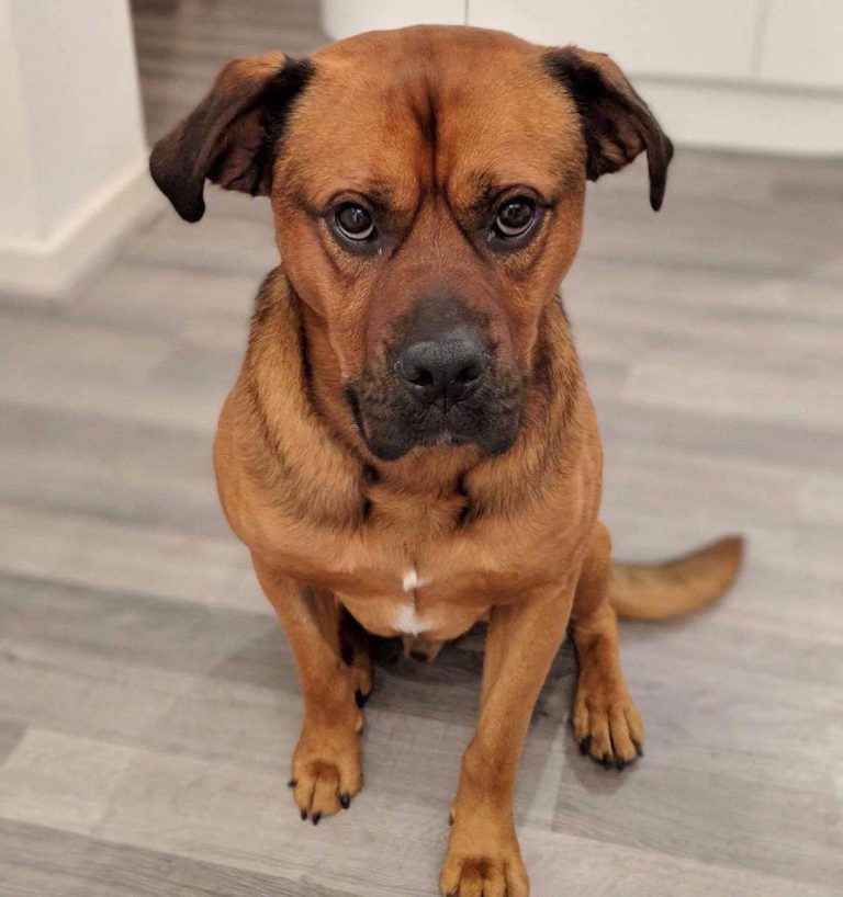 Boxweiler: Boxer & Rottweiler - The Dogman