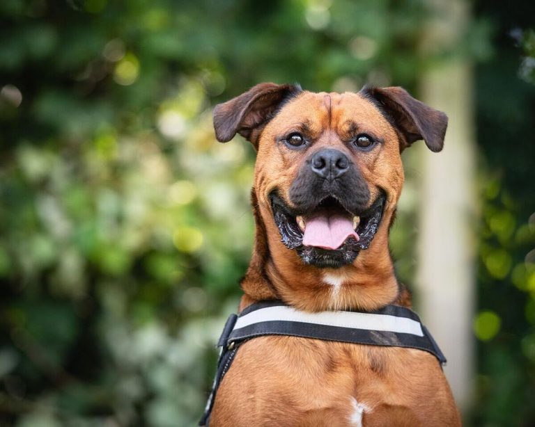 Boxweiler: Boxer & Rottweiler - The Dogman