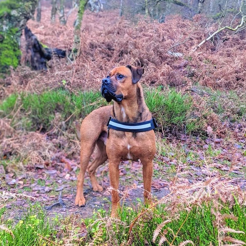 Boxweiler: Boxer & Rottweiler - The Dogman