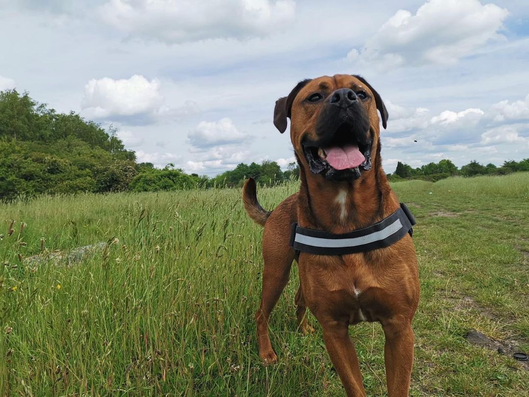 Boxweiler: Boxer & Rottweiler - The Dogman