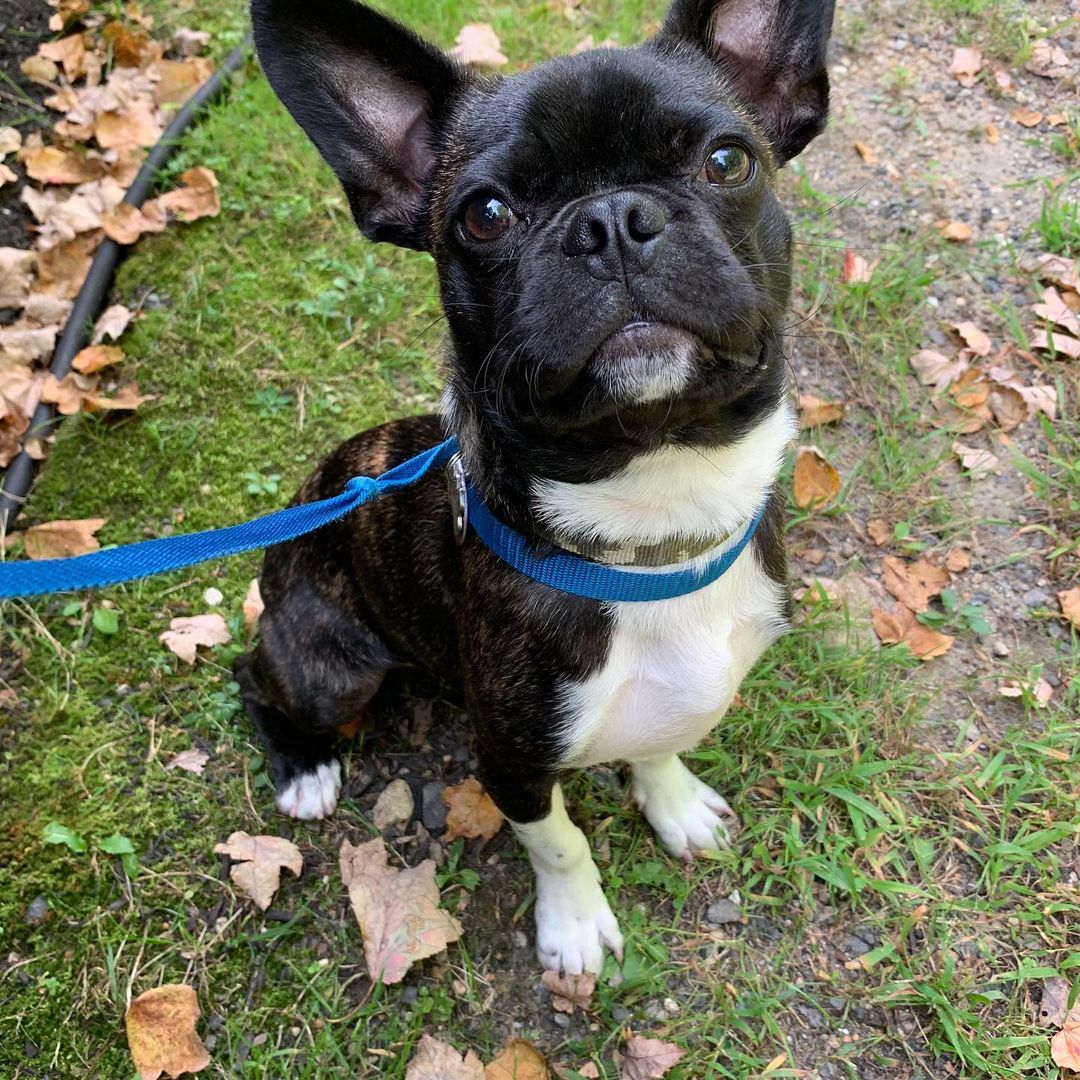 Bugg: Boston Terrier & Pug - The Dogman