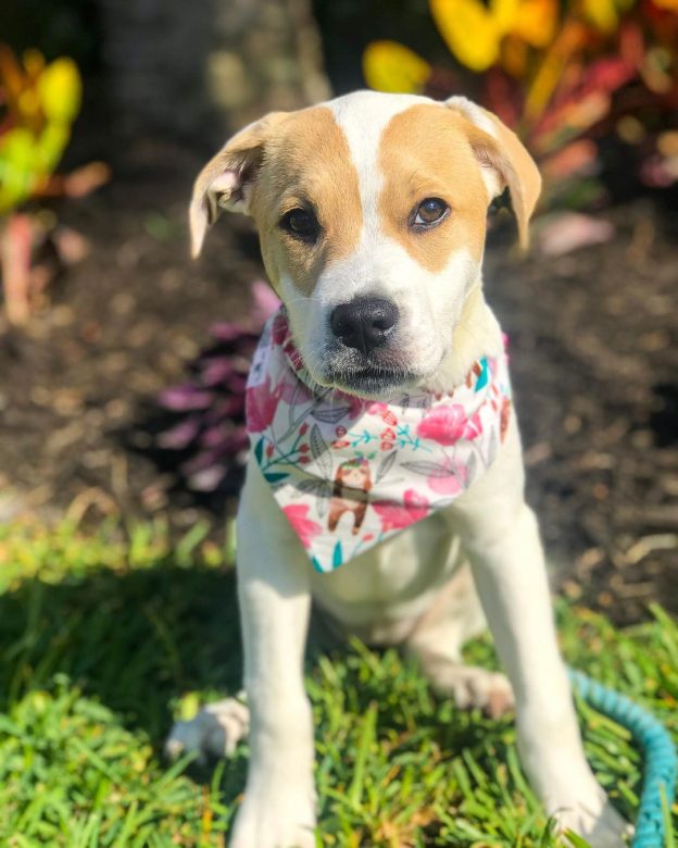 Bullador: Labrador Retriever & English Bulldog - The Dogman