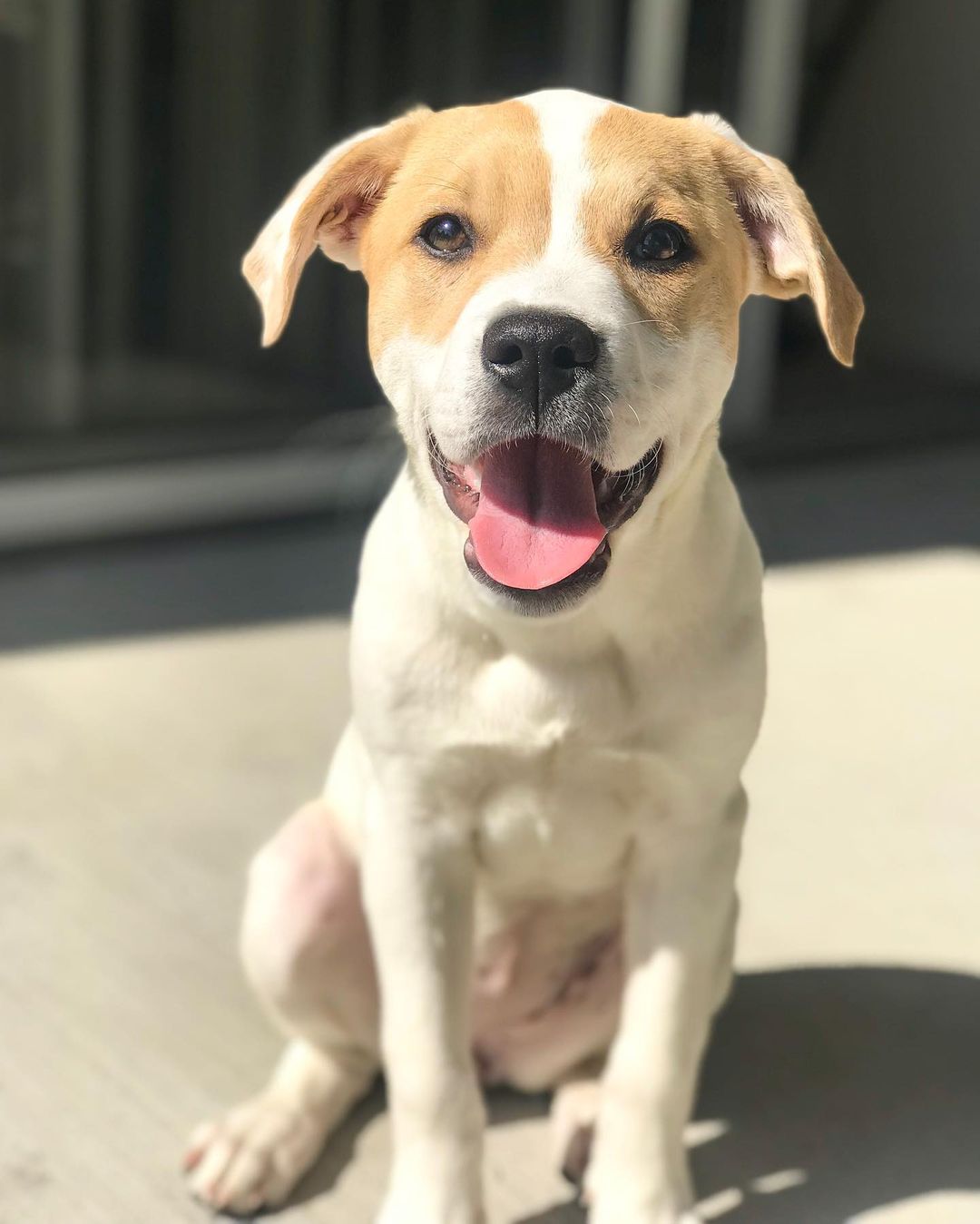 Bullador: Labrador Retriever & English Bulldog - The Dogman