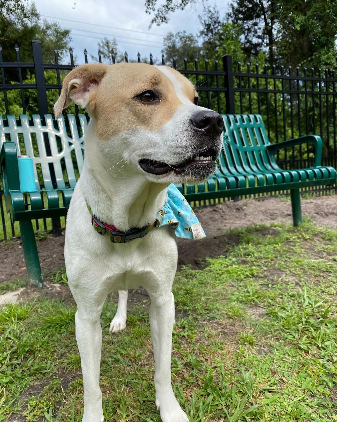 Bullador: Labrador Retriever & English Bulldog - The Dogman