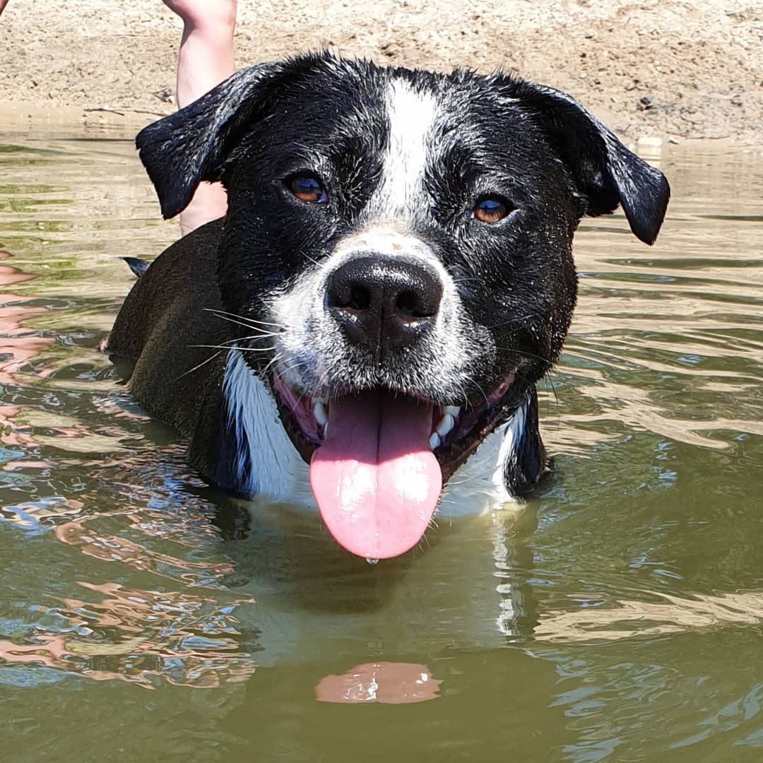 Bullador: Labrador Retriever & English Bulldog - The Dogman
