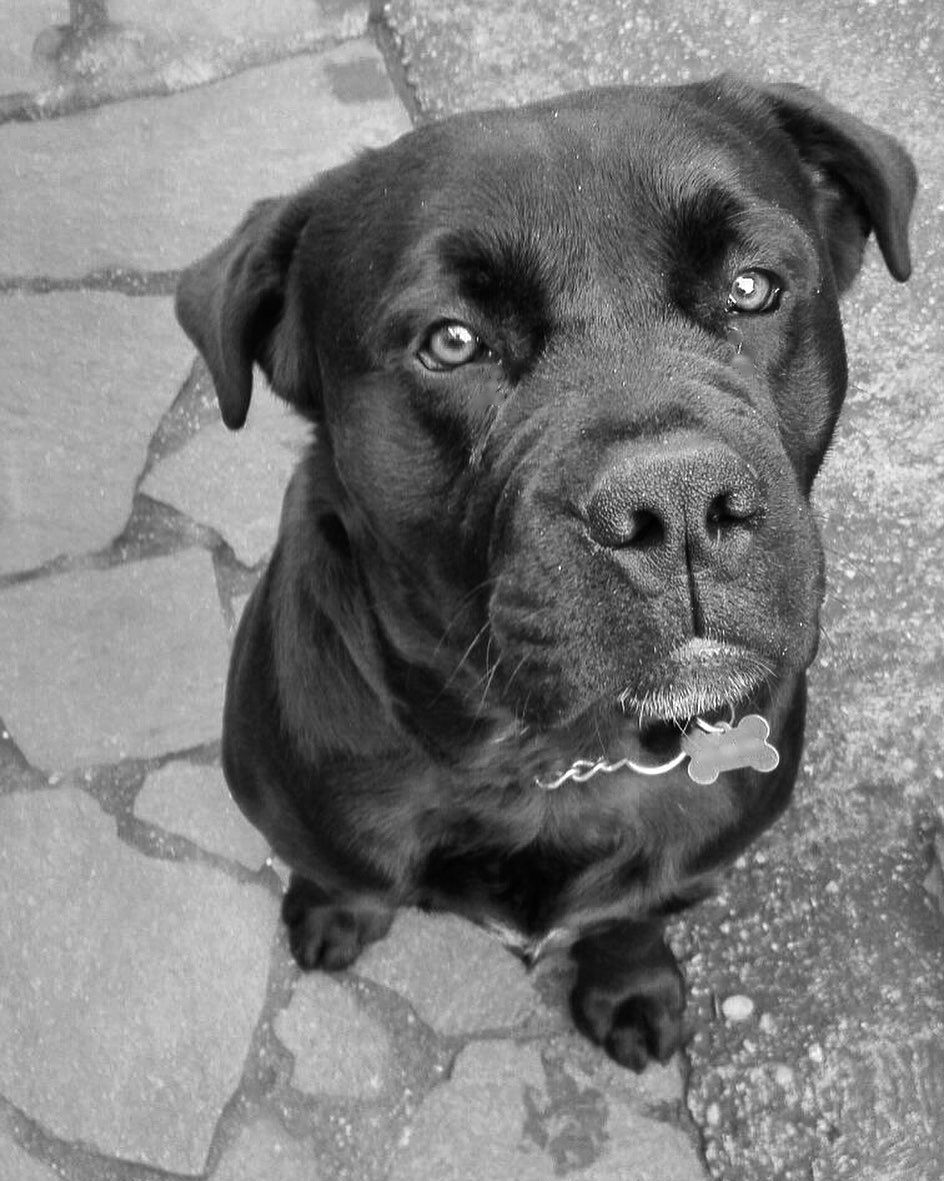 Bullador: Labrador Retriever & English Bulldog - The Dogman