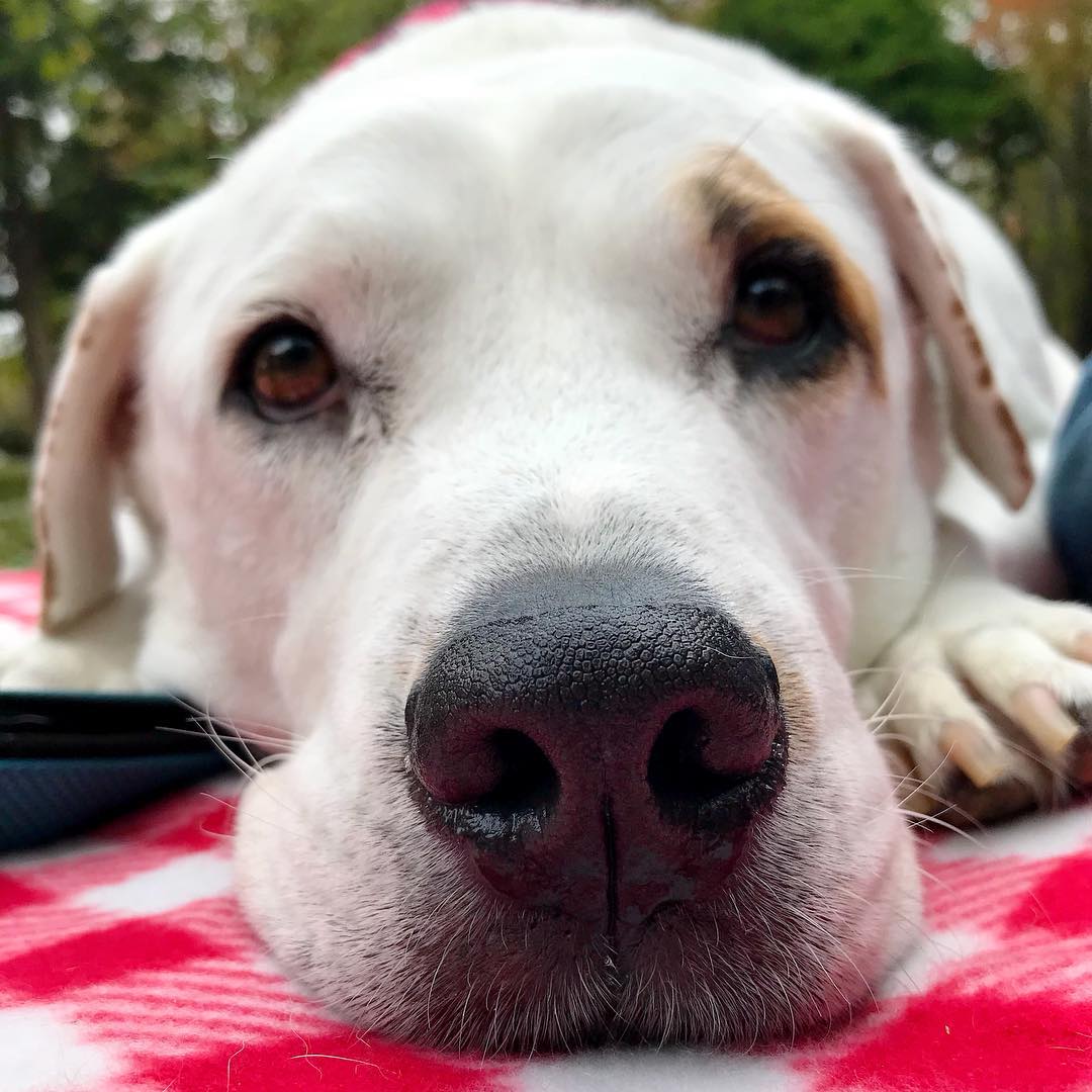 Bullador: Labrador Retriever & English Bulldog - The Dogman