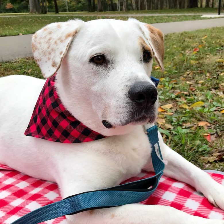 Bullador: Labrador Retriever & English Bulldog - The Dogman