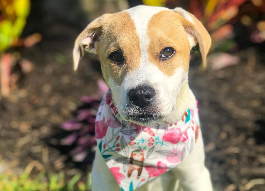 Bullador: Labrador Retriever & English Bulldog - The Dogman