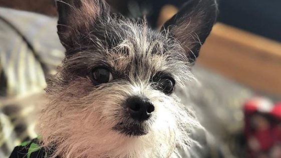 15 Best Chihuahua Memes of All Time - The Dogman