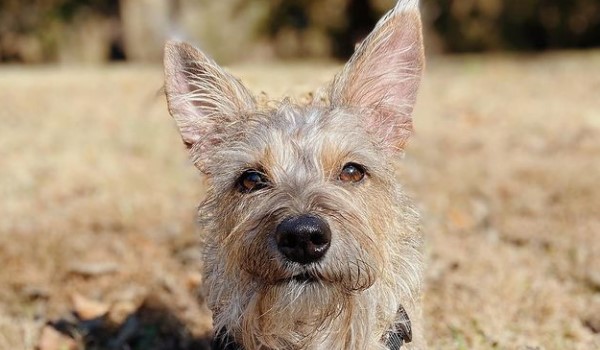 Chizer: Chihuahua & Miniature Schnauzer - The Dogman