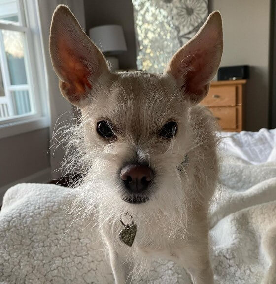 Chizer: Chihuahua & Miniature Schnauzer | The Dogman