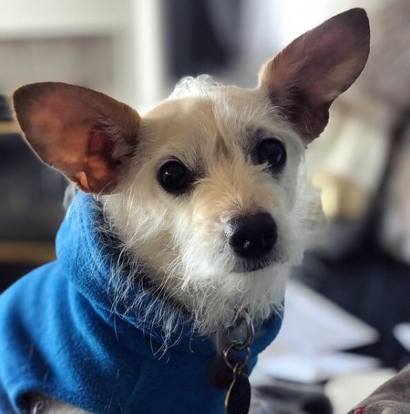 Chizer: Chihuahua & Miniature Schnauzer - The Dogman