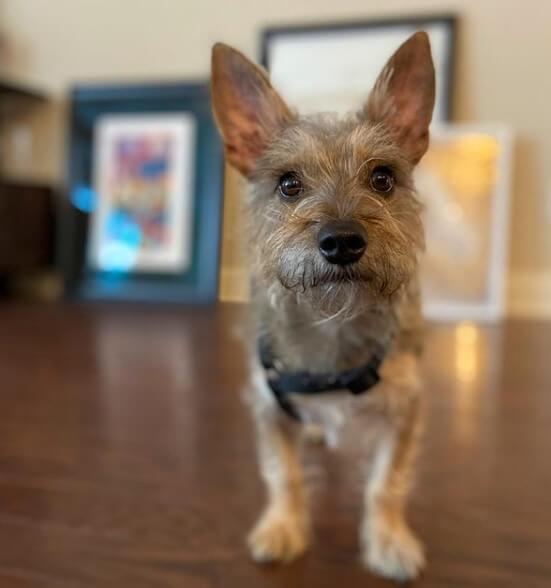 Chizer: Chihuahua & Miniature Schnauzer - The Dogman