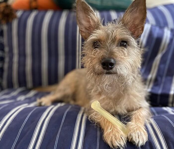 Chizer: Chihuahua & Miniature Schnauzer | The Dogman