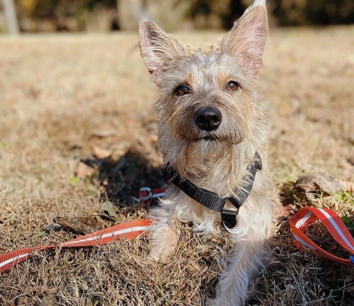 Chizer: Chihuahua & Miniature Schnauzer | The Dogman