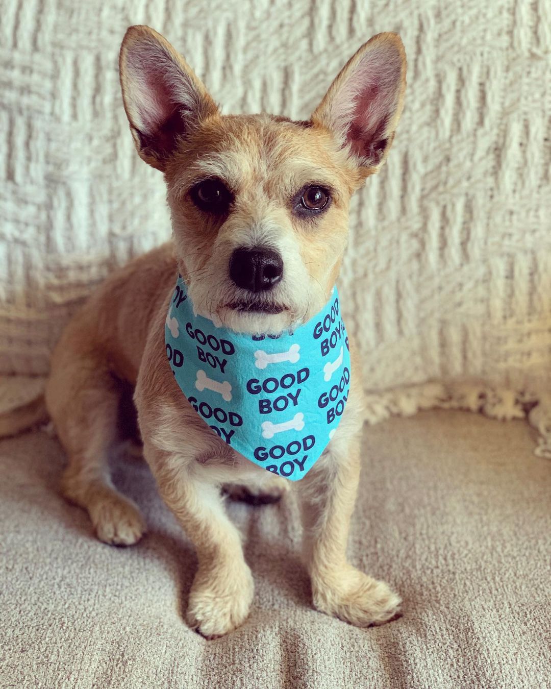 Corgipoo: Corgi & Poodle. | The Dogman