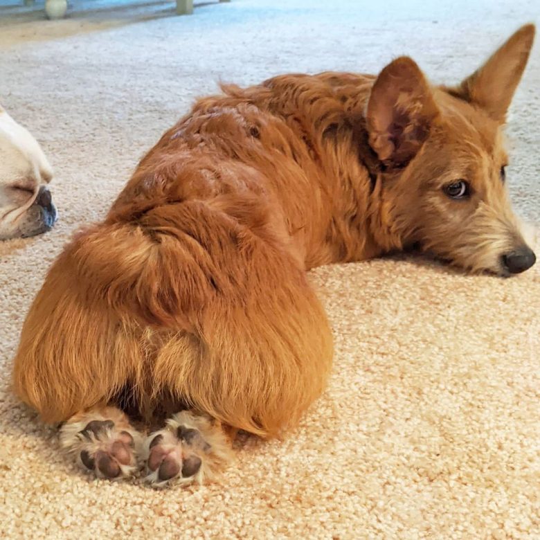 Corgipoo: Corgi & Poodle. - The Dogman