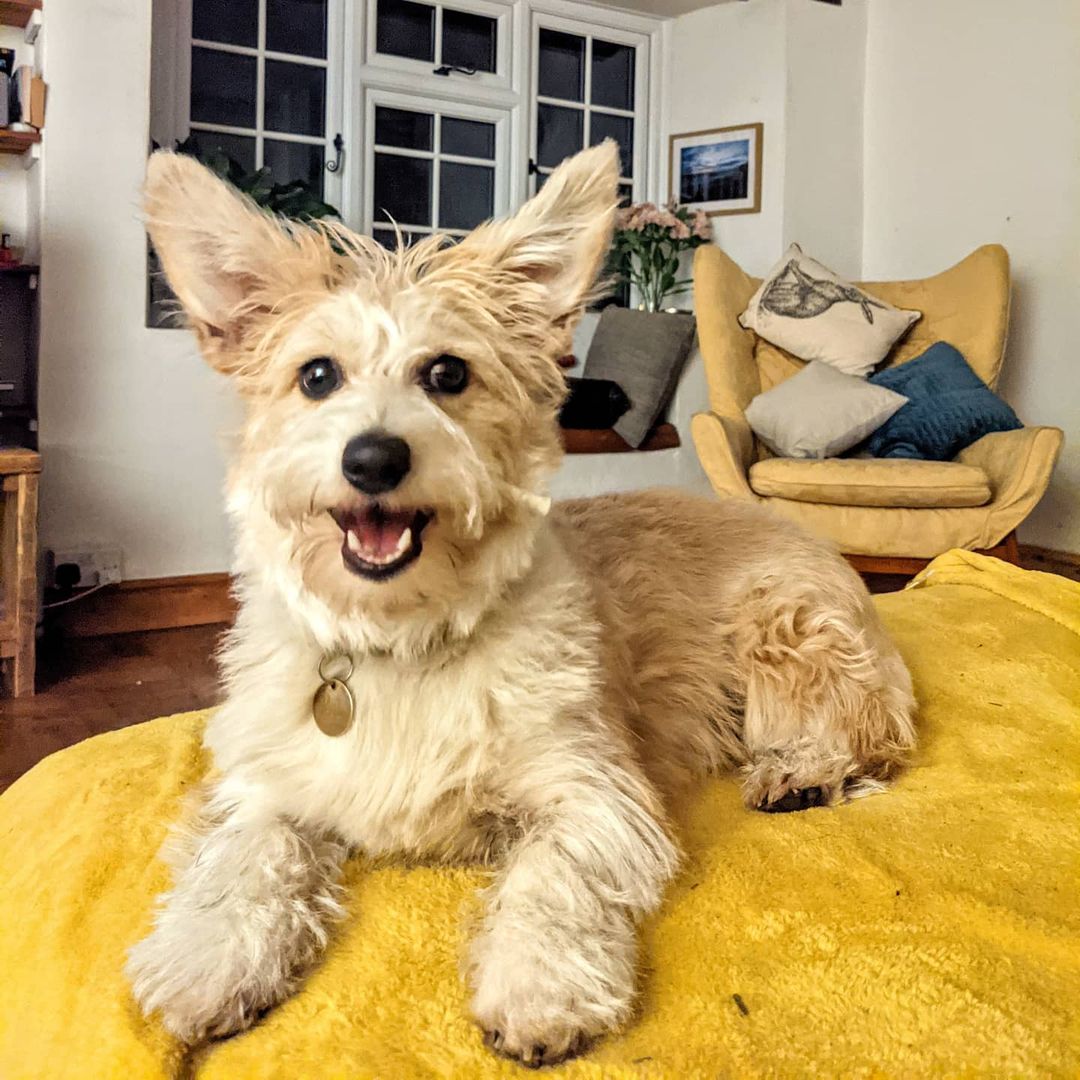 Corgipoo: Corgi & Poodle. | The Dogman