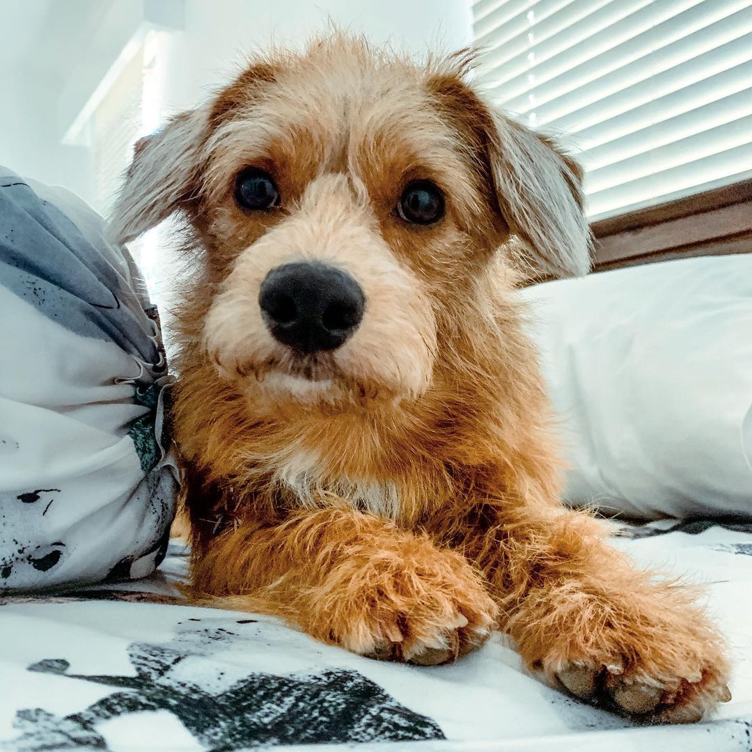 Corgipoo: Corgi & Poodle. | The Dogman