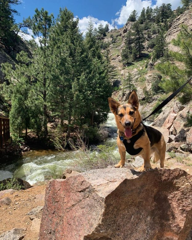 Corman Shepherd: Corgi & the German Shepherd - The Dogman