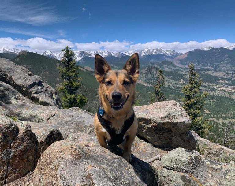 Corman Shepherd: Corgi & the German Shepherd - The Dogman