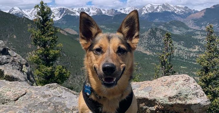 Corman Shepherd: Corgi & the German Shepherd - The Dogman