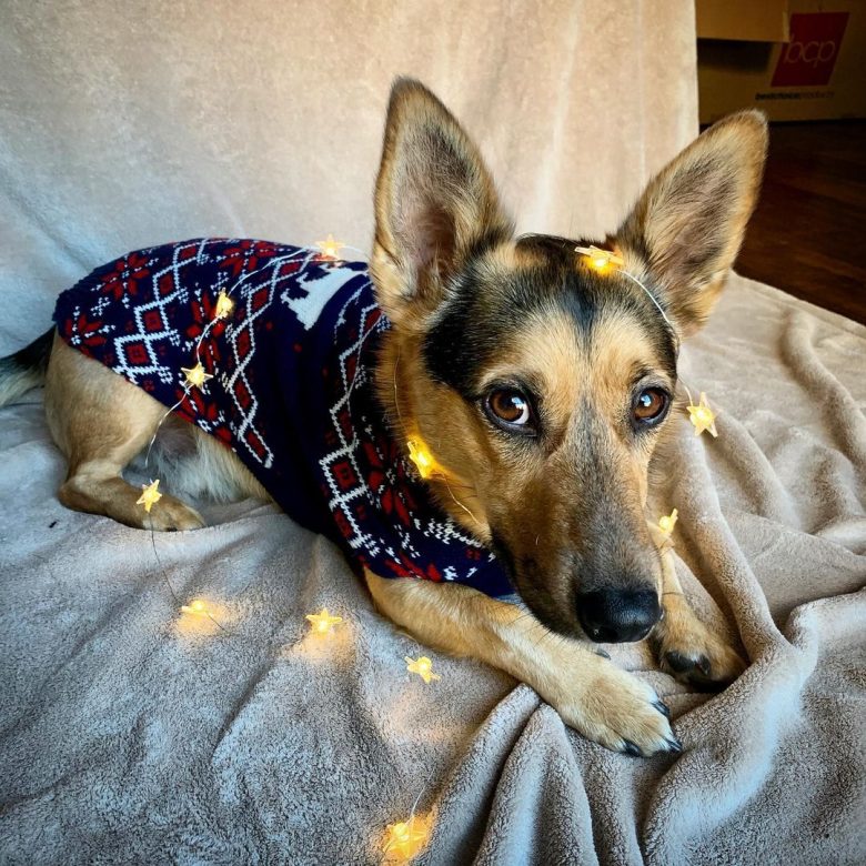 Corman Shepherd: Corgi & the German Shepherd - The Dogman