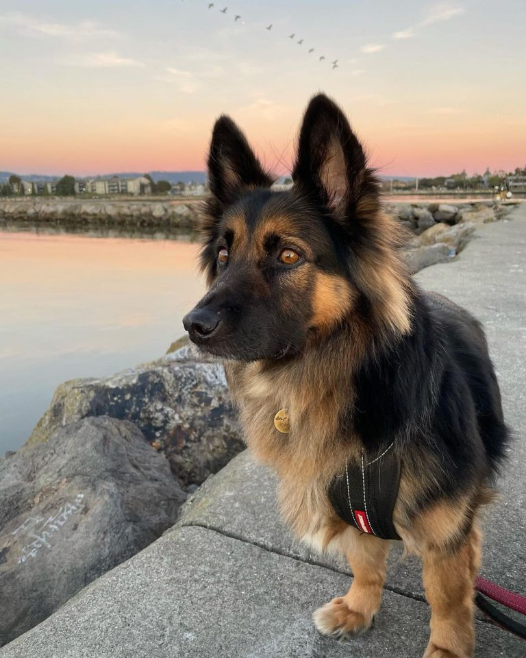 Corman Shepherd: Corgi & the German Shepherd - The Dogman